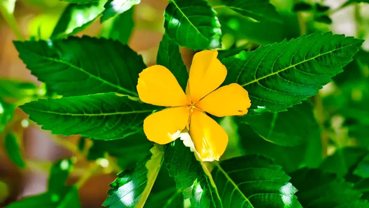 Damiana y sus beneficios - Nova Natura Club - Suplementos naturales